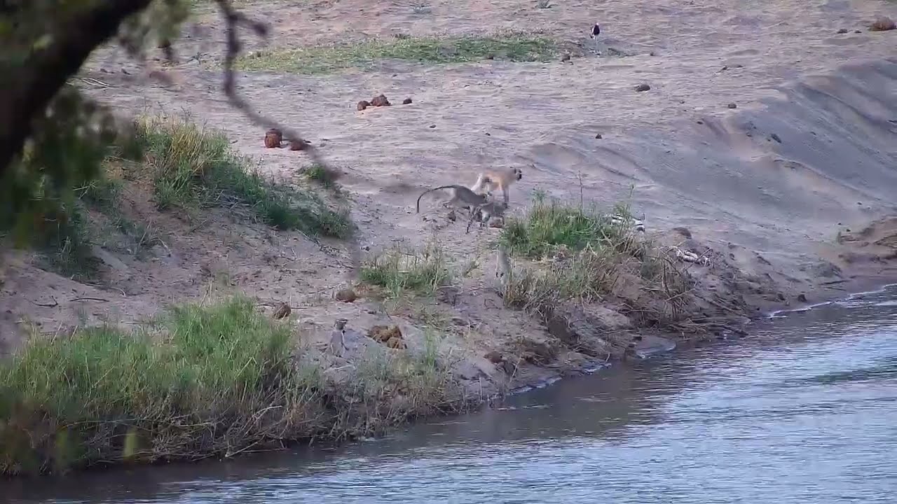 Ranger Insights Vervet Monkeys vs Birds - YouTube