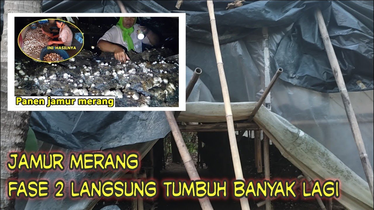 Banyak yang belum tahu l Rahasia membuat jamur merang fase ke 2 tumbuh ...