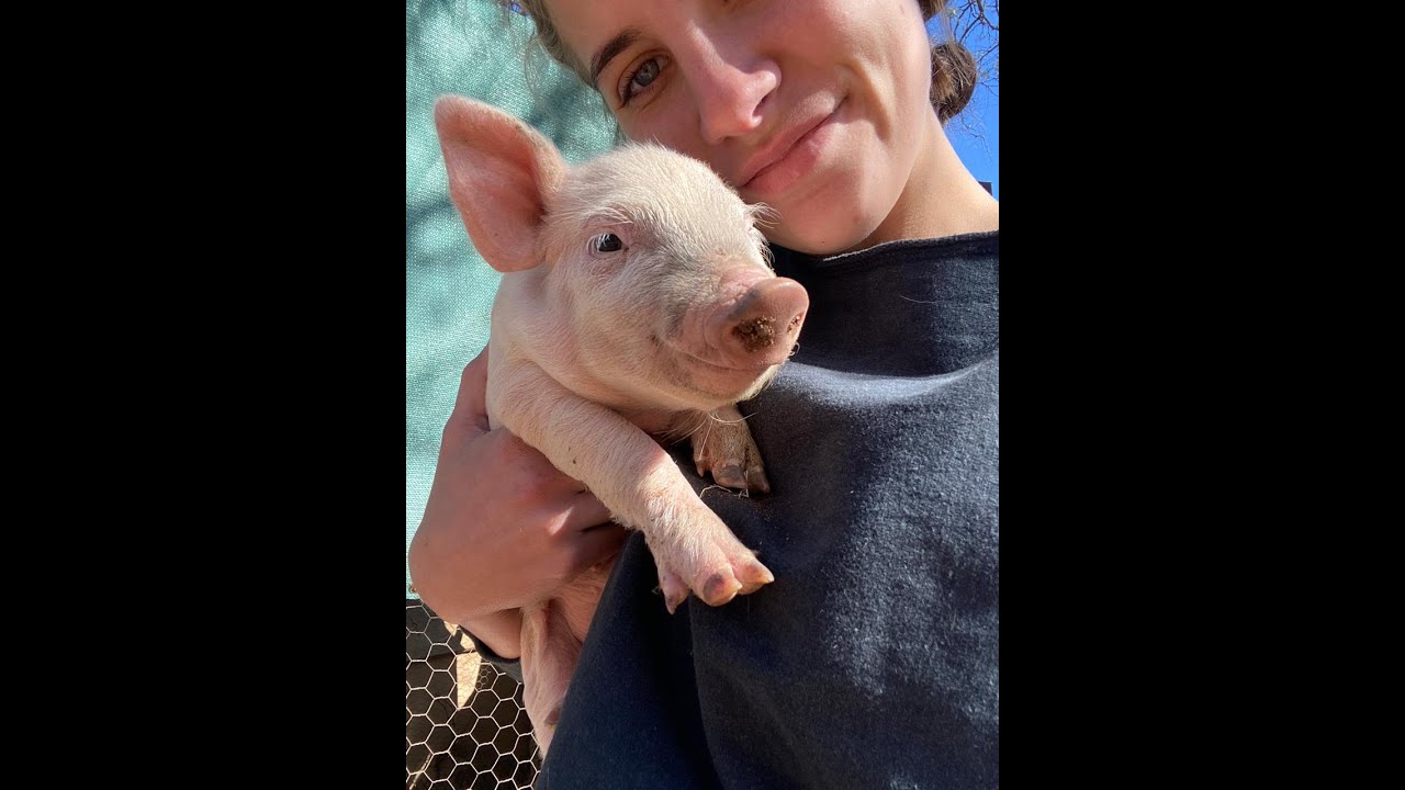 F1 baby pigs 2 weeks old - YouTube