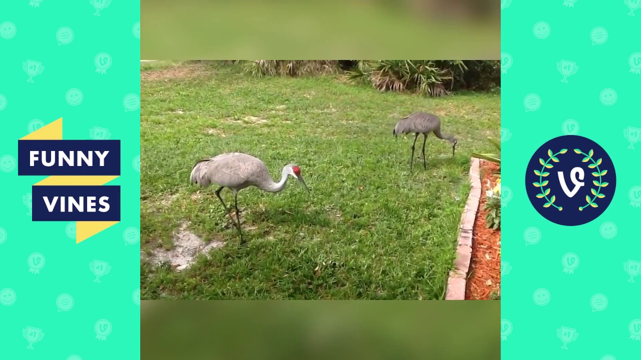 Instant Karma Best Fails Compilation part 5 - YouTube