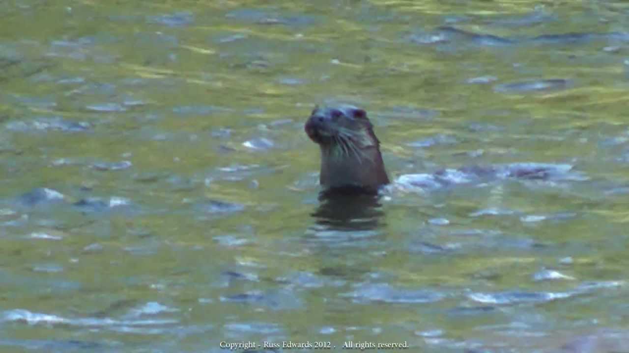 Otter with Signal Crayfish HD - YouTube