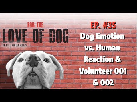 How Do Dogs React To Human Emotions