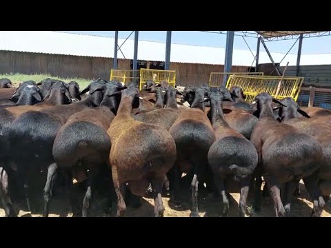 Tribal Hissar Sheep | Hissar breed | Kabile Hisar koçları - YouTube