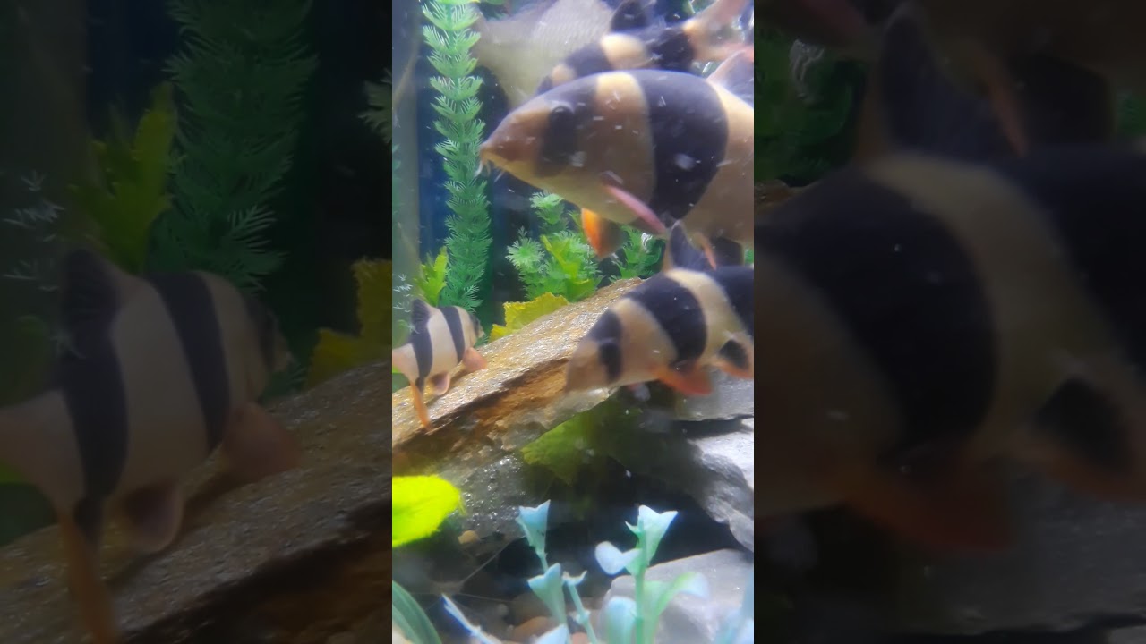Fish are friends - YouTube
