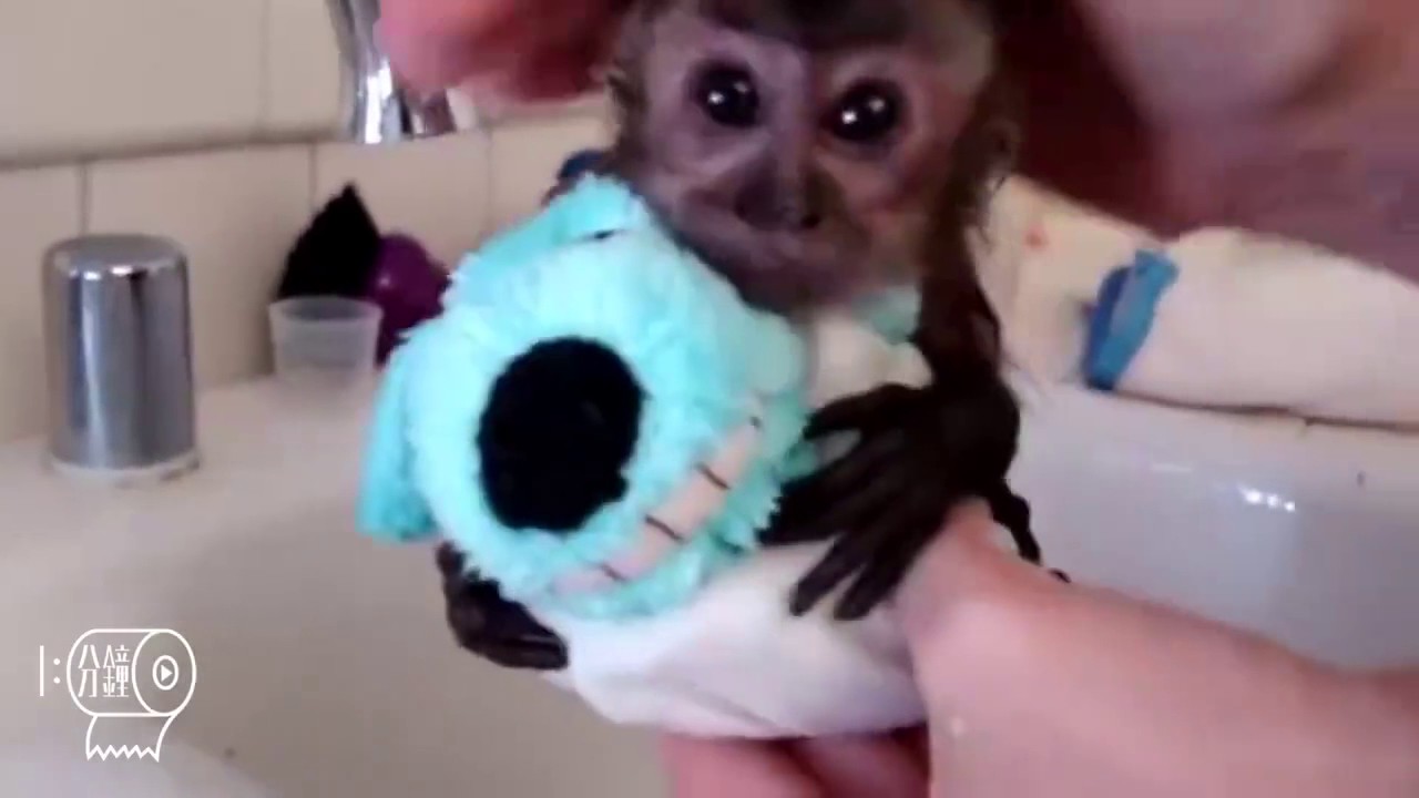 Animals Getting the Spa Treatment - YouTube