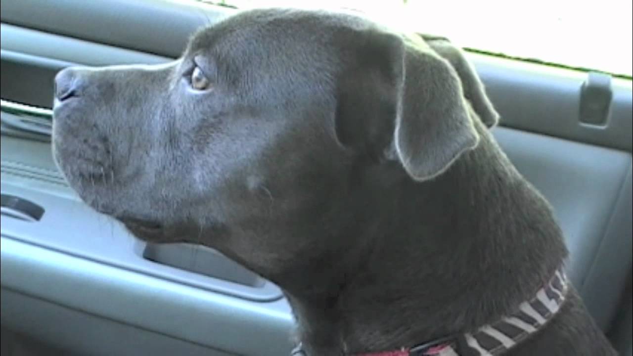 Staffordshire Bull Terrier Dog Loves Car Rides: Bella's Hooked! - YouTube