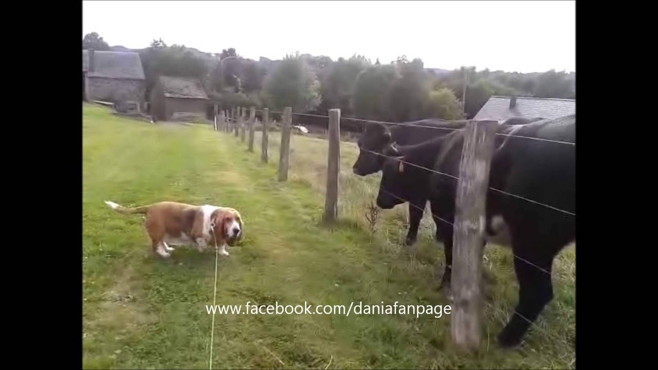 Basset Hound :Dania and the cows - YouTube