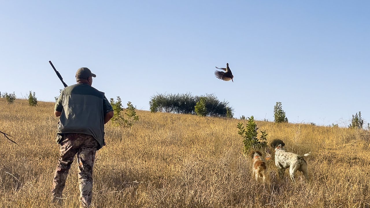 Chasse Perdrix et Faison part 2 au Maroc- Elevage Meknes - صيد الحجل ...