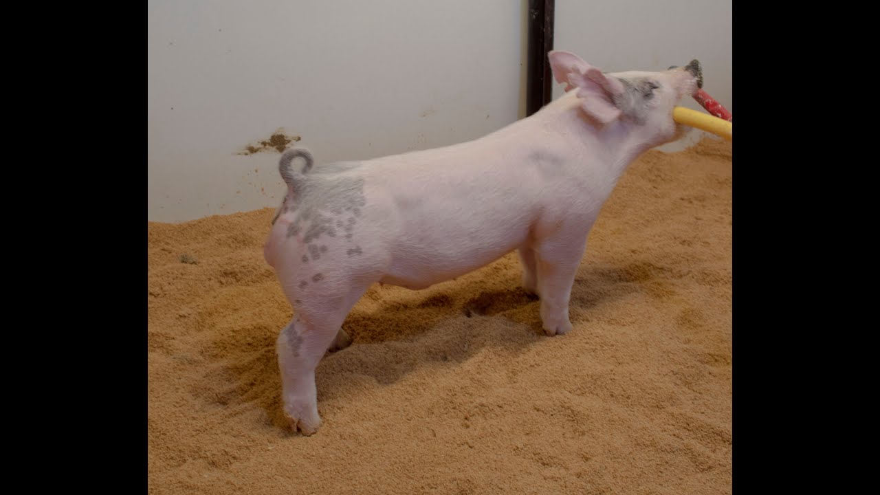 Lot 11 Crossbred Barrow-Boar - YouTube