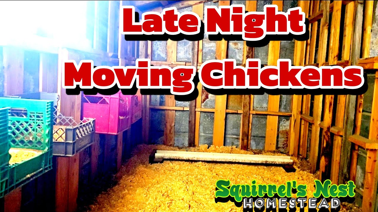 Late Night Shift- Moving Chickens to their new Coop - YouTube