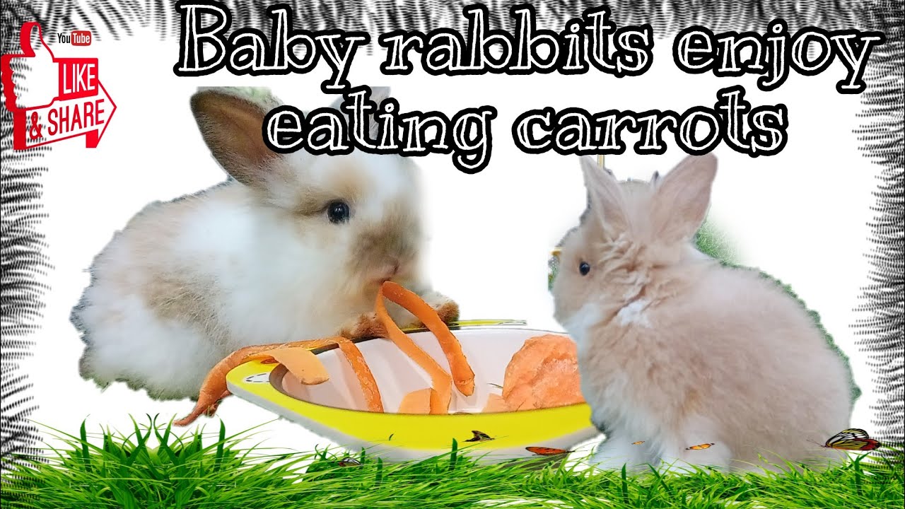 Baby rabbits enjoy eating carrots/#rabbitfarming/By: Fam familia - YouTube