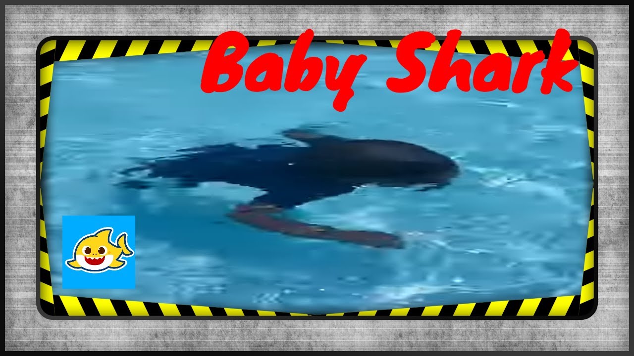 Baby Shark at SeaWorld - Ethan Playing a Shark - YouTube