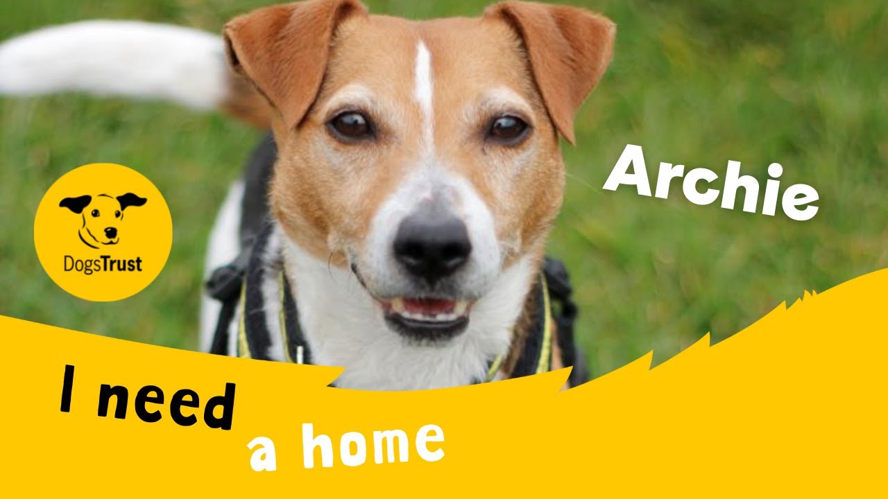 Archie the amazing Jack Russell Terrier | Dogs Trust Bridgend - YouTube