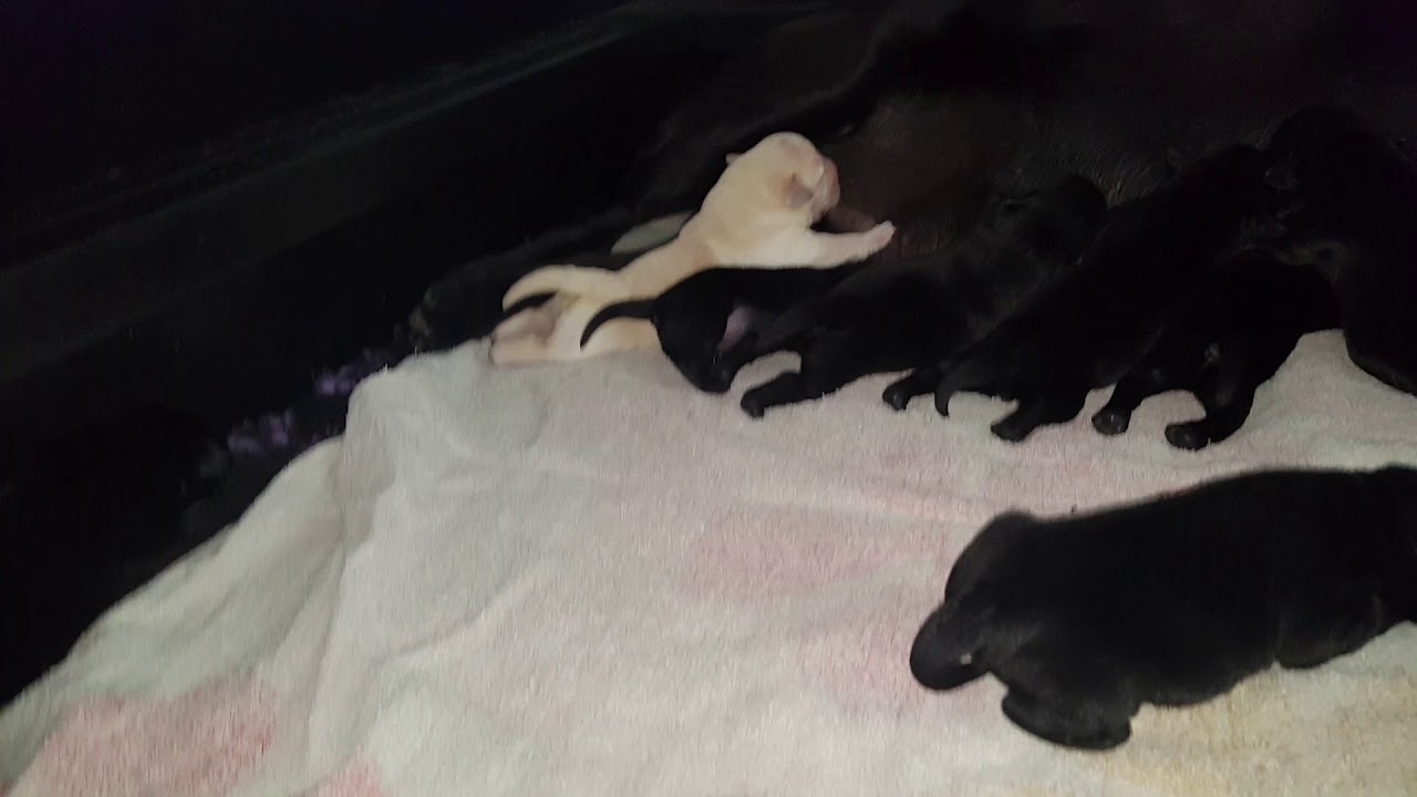 Wilmas valpar 4 dgr - YouTube