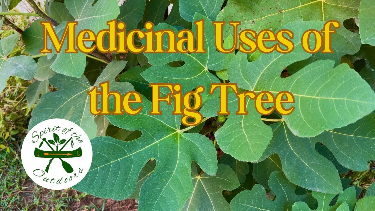 Medicinal Uses of the Fig Tree - YouTube