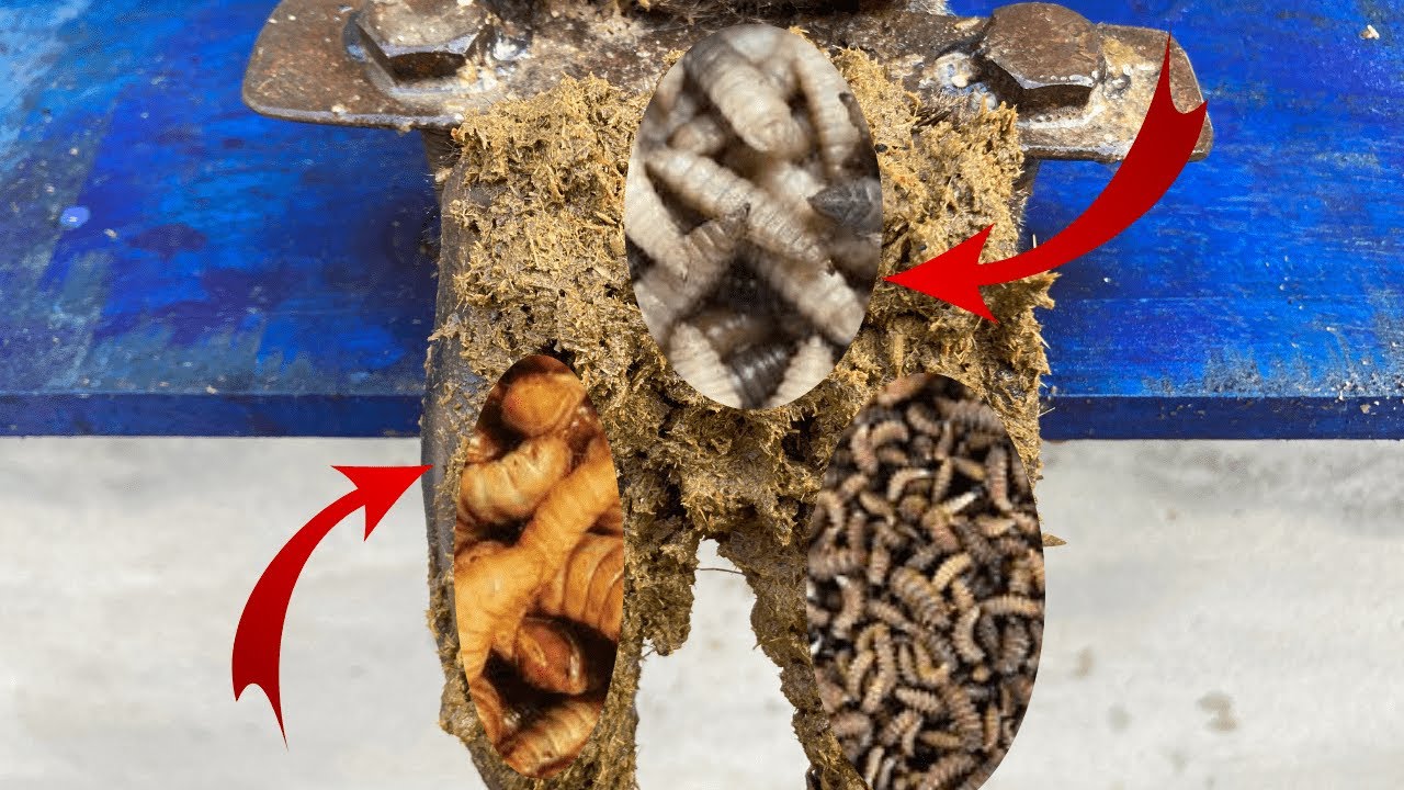 this is REAL SATISFACTION pulling a STEEL SPIKE from a cows hoof - YouTube