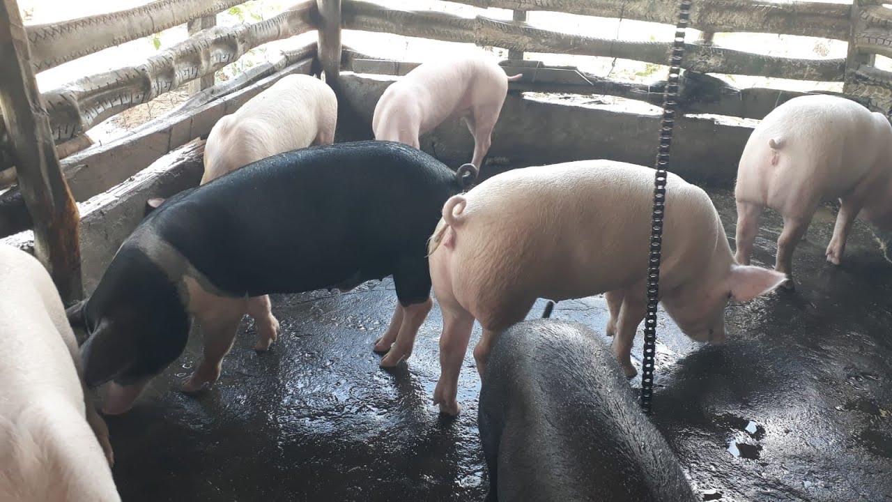 Porcos com 109 dias na engorda veja o resultado deles - YouTube