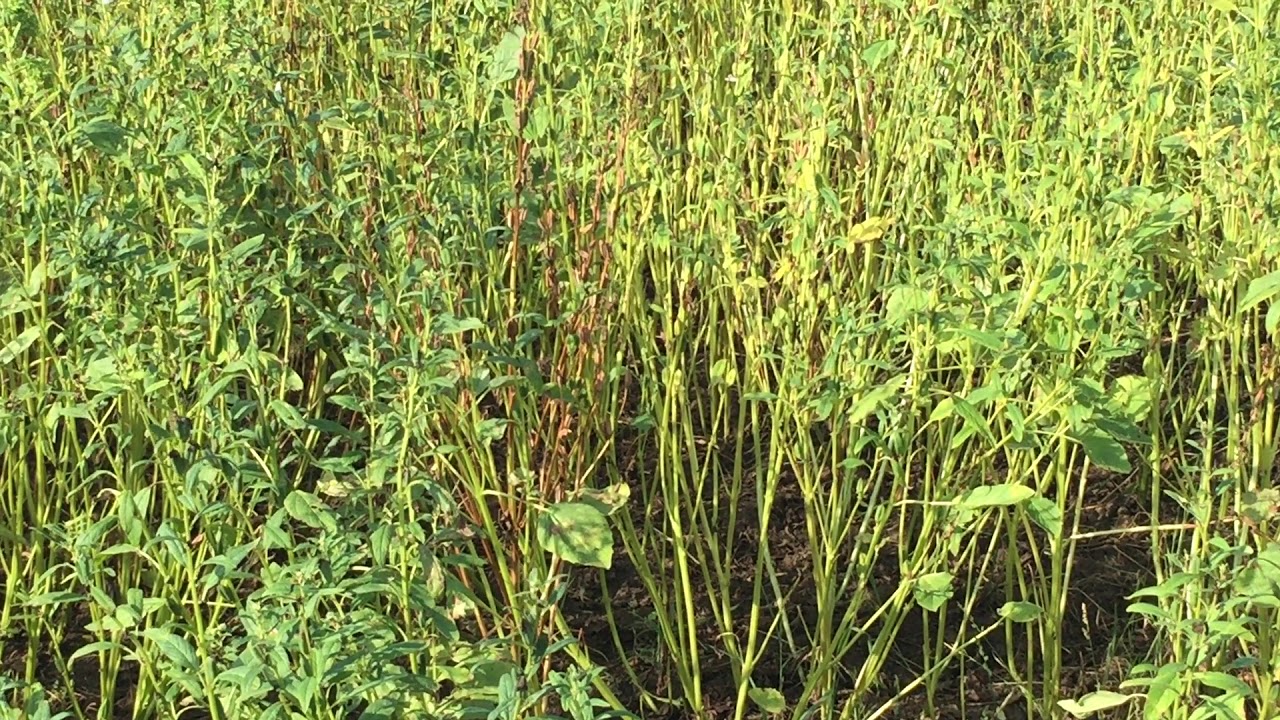 Wilt disease of Sesame | PART 4 - YouTube