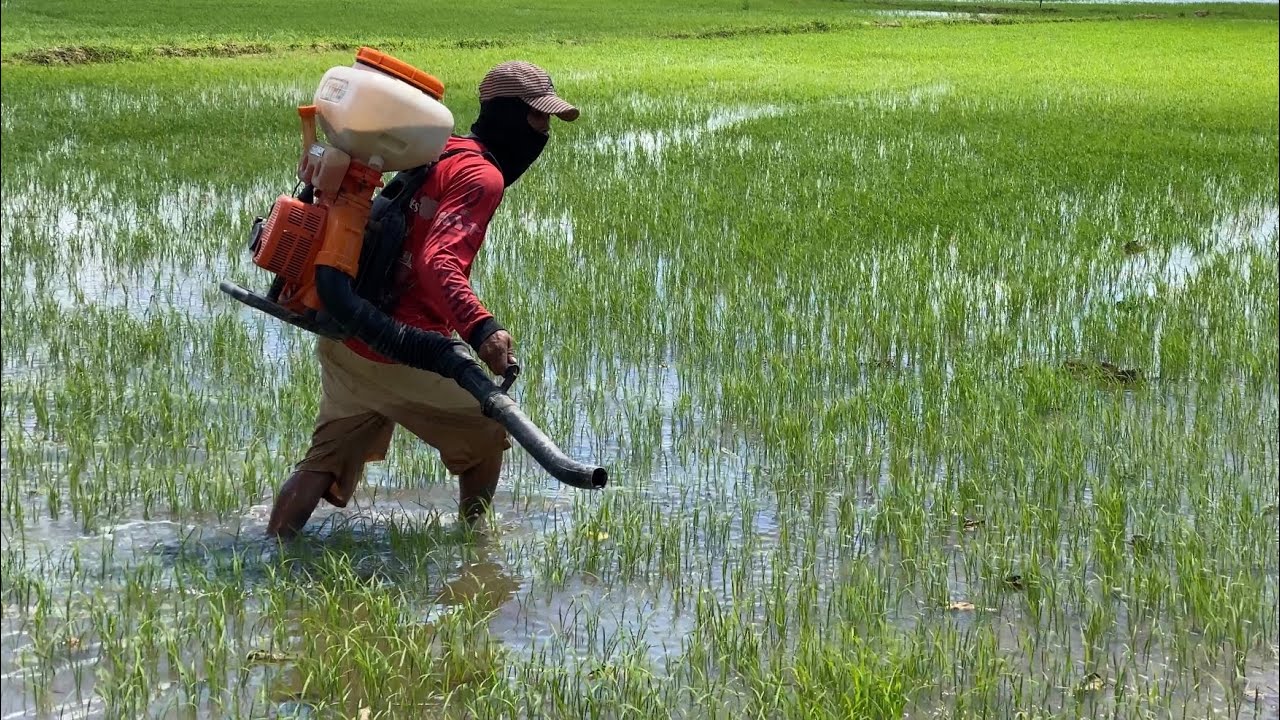 Pag aabono 14 days pagkatapos sabog tanim gamit mist blower. - YouTube