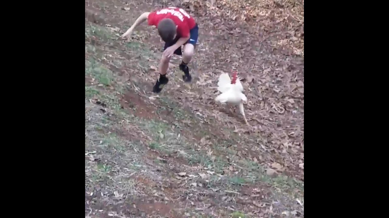 Rooster chasing people - YouTube