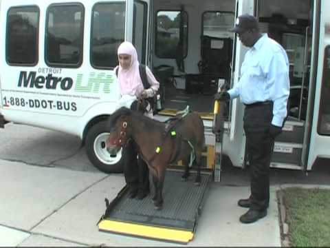 A guide horse for the blind - YouTube