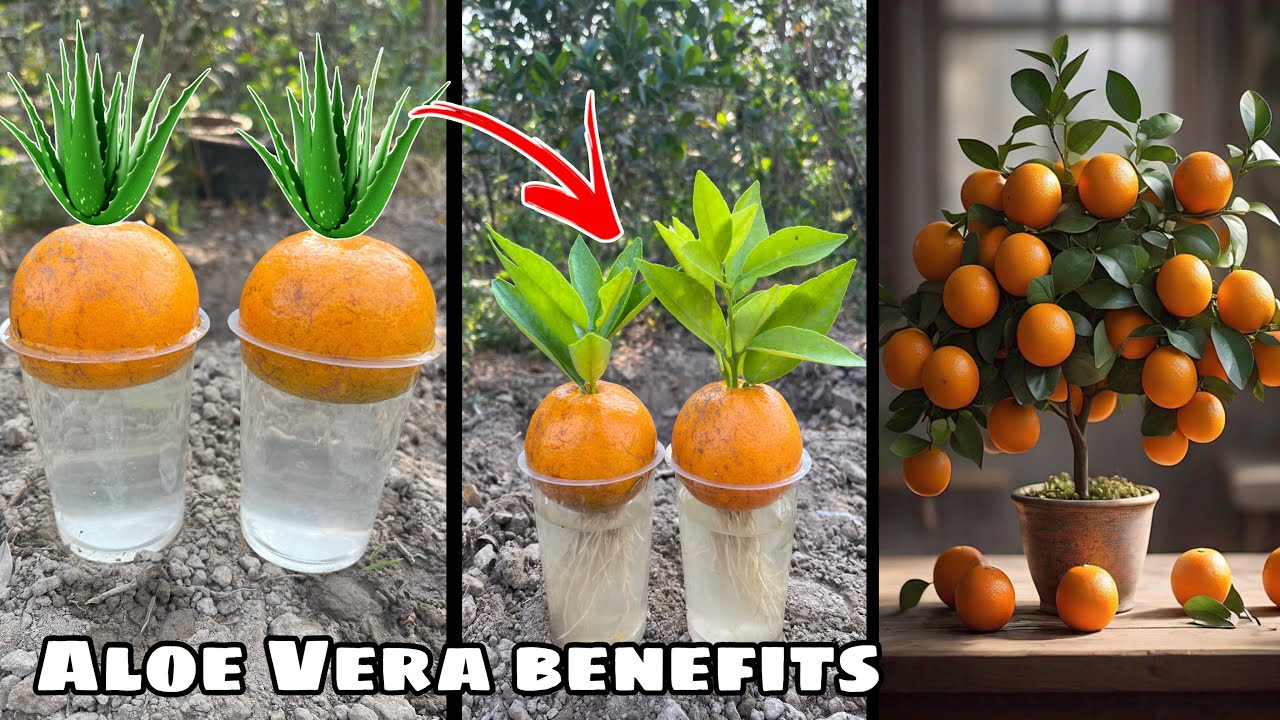 How to grow an orange tree with an orange fruit | unique benefits of ...