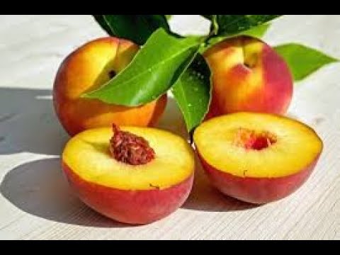 REZIDBA BRESKVE - YouTube