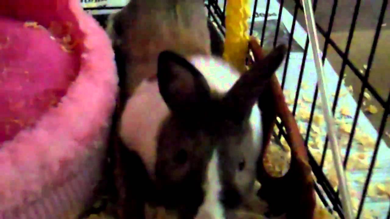 Adorable Bunny (Rare Breed- Dutch Netherland Dwarf Mix) - YouTube