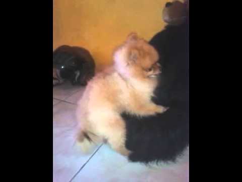 Bokep anjing - YouTube