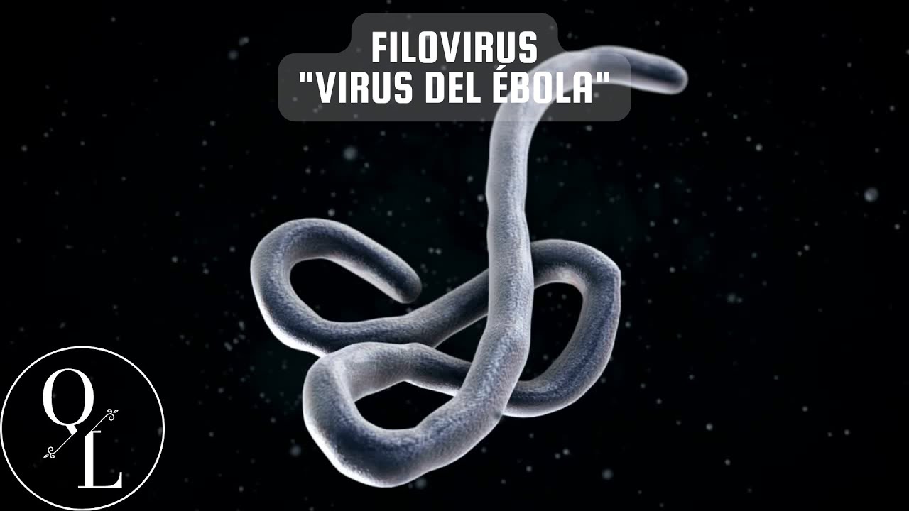 15. Filovirus (Virus del Ébola) - YouTube