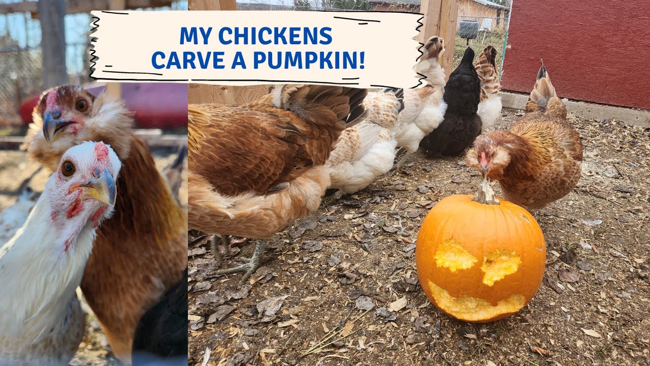 My Chickens Carve Their Own Pumpkin! | Still waiting on eggs... - YouTube