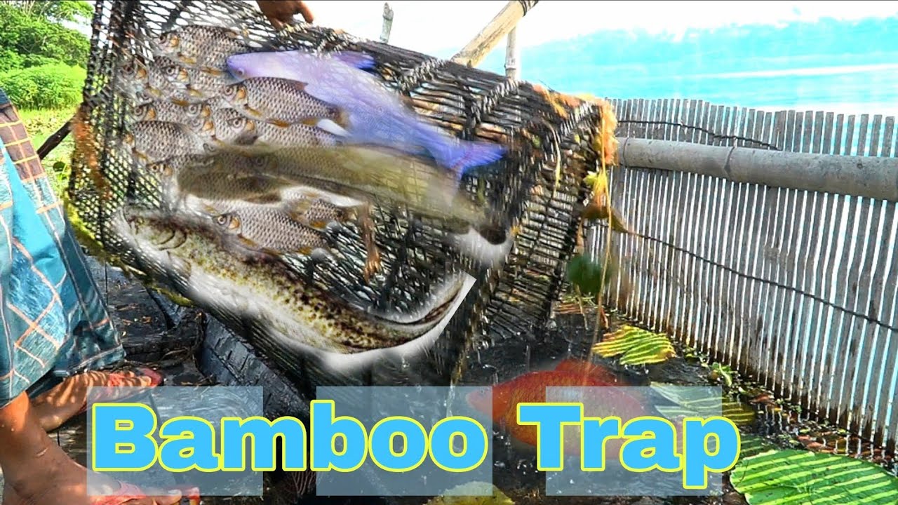 Fish catching with Bamboo trap। Varieties of fish catching ...