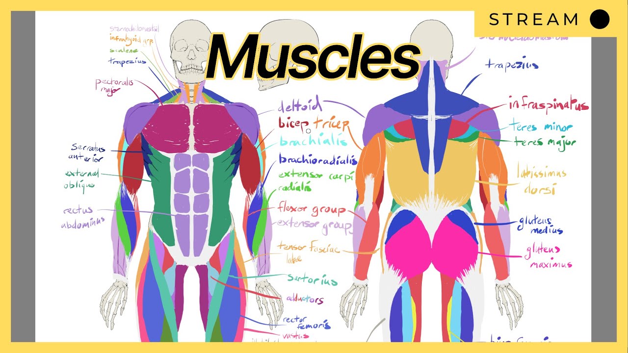 [Arucelli coursework] Muscles from the back! - YouTube
