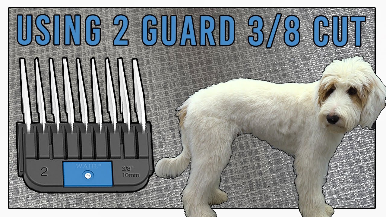 Using The 3/8 Cut Clipper Guard // 2 Guard - YouTube