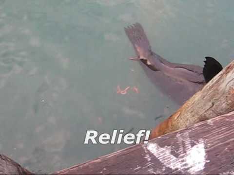 Seal Poop - YouTube