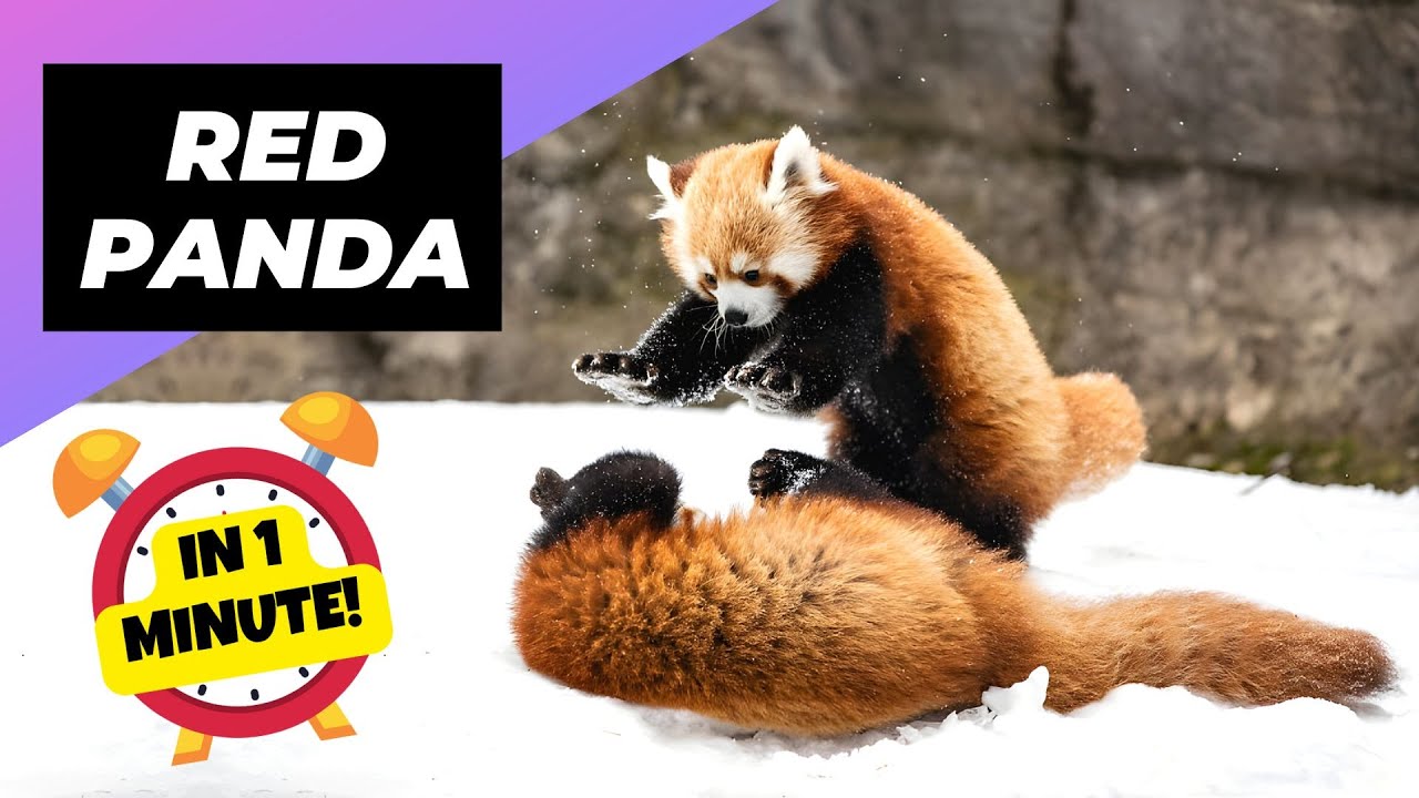 Red Panda - In 1 Minute! 🐼 One Of The Cutest And Rarest Animals In The ...