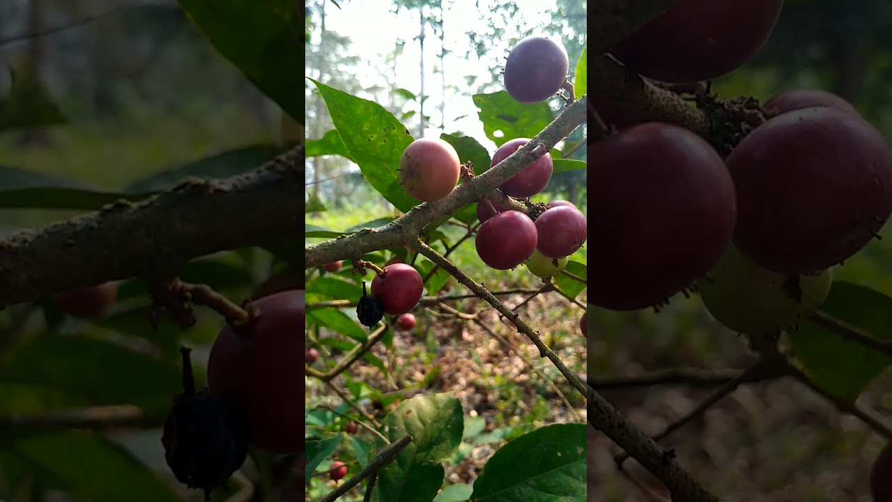 Buah rukam, buah favorit anak 90-an - YouTube