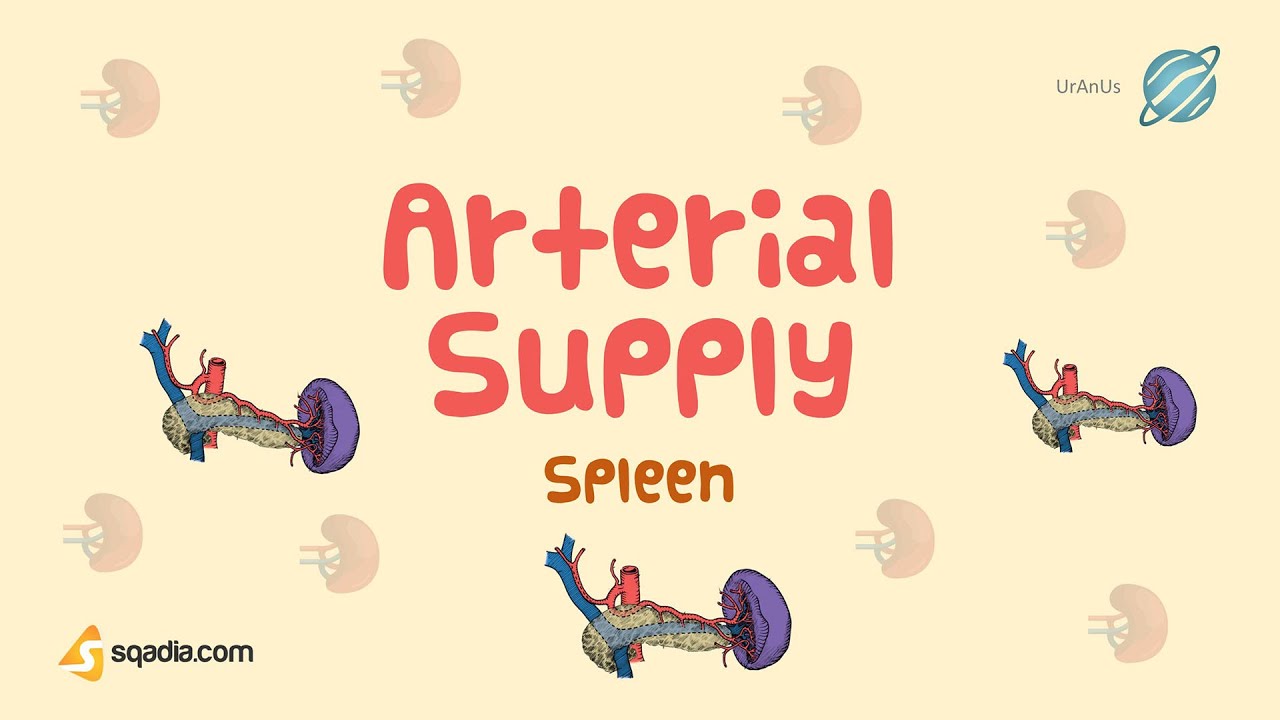 Spleen | Anatomical Position and Relations | Arterial Supply - YouTube