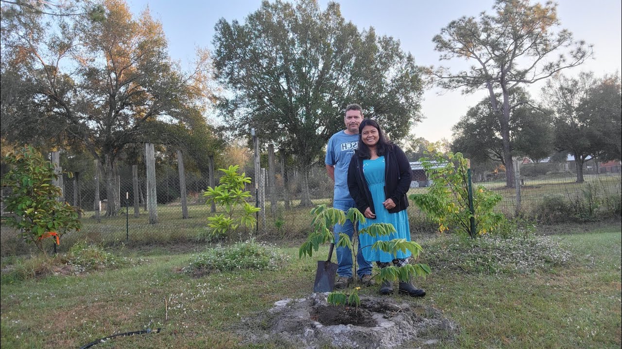 Planting Aratilis - YouTube