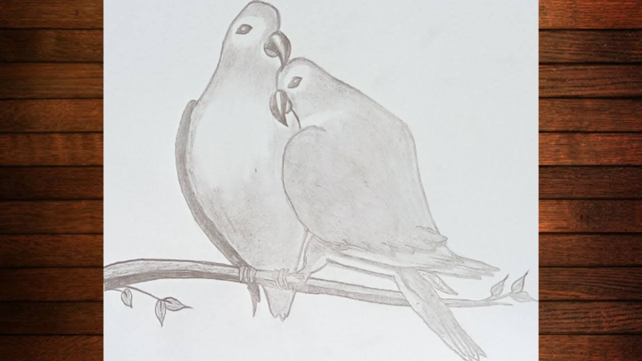 How to draw | parrots drawing | love birds | IBRAHIM ART - YouTube