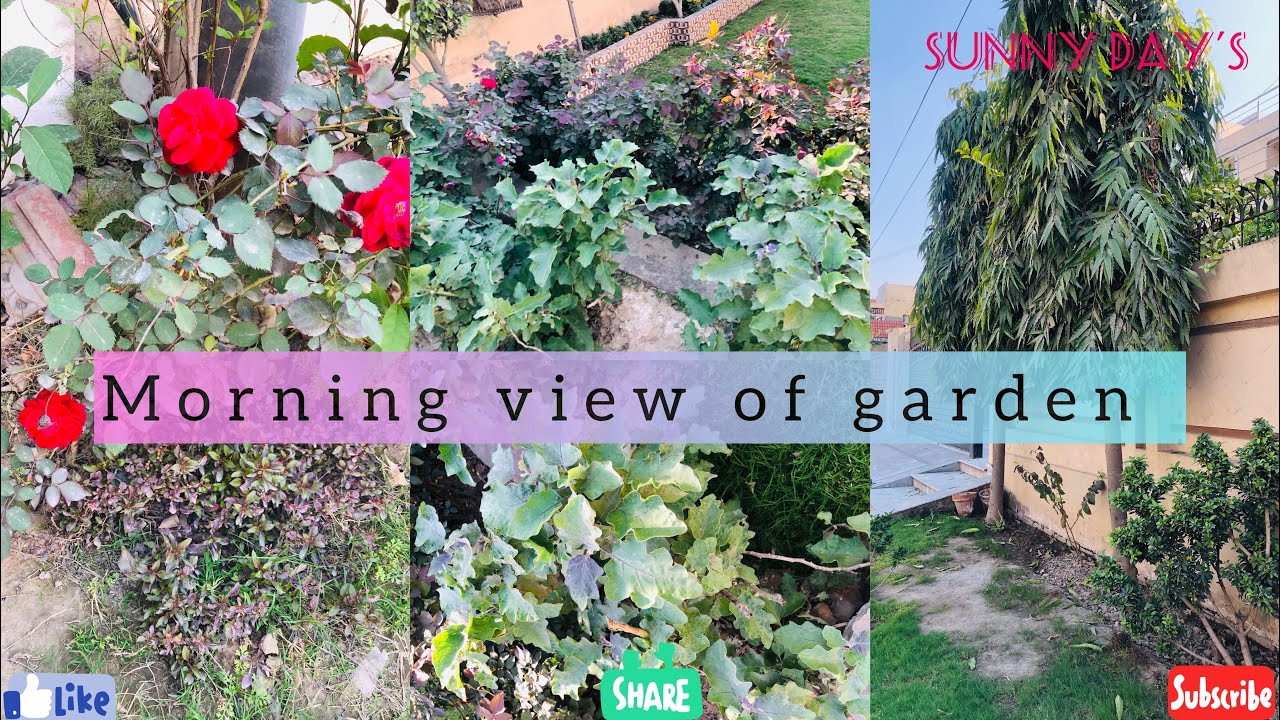 Morning View of Garden || Different Plants || Sunny day || Life with ...