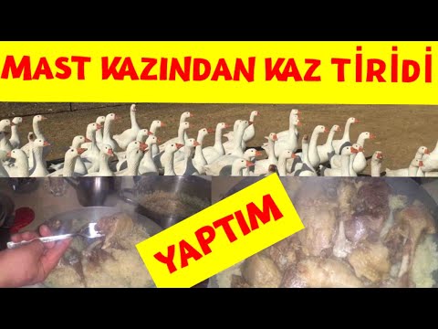 Mast Kazından Kaz Tiridi Yaptım😀#Kaztiridi#Kazyağındanpilav#Efsanelezzet#Kazeti