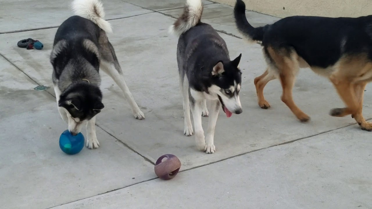 Huskies and German Shepherd almost fight each other. - YouTube