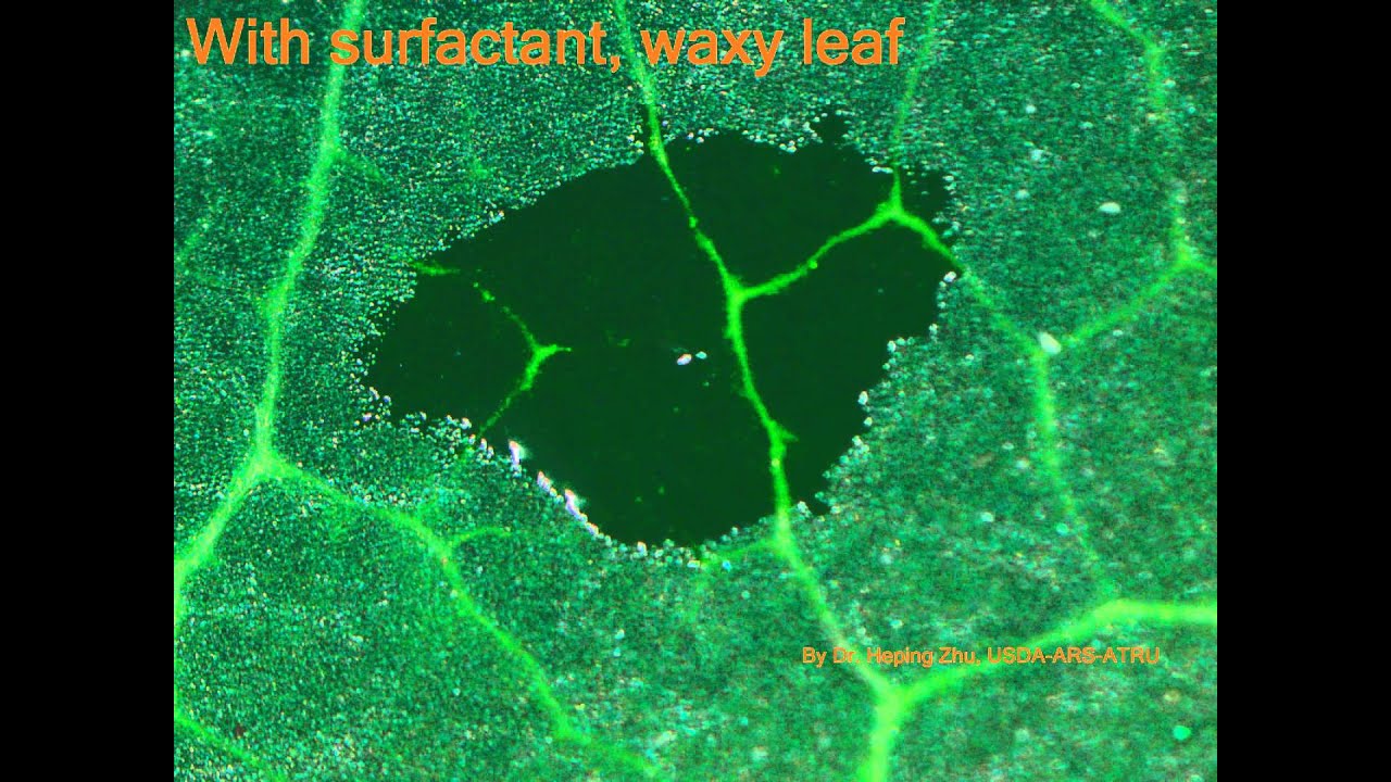 Waxy leaf top view, with surfactant - YouTube