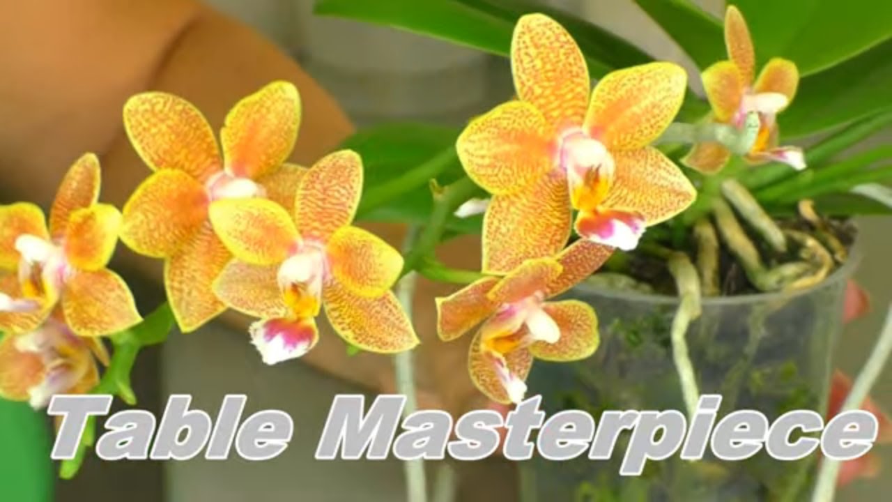 Орхидея Мастерпис / Table Masterpiece. ПЕРЕСАДКА В ПЕРЛИТ после покупки ...