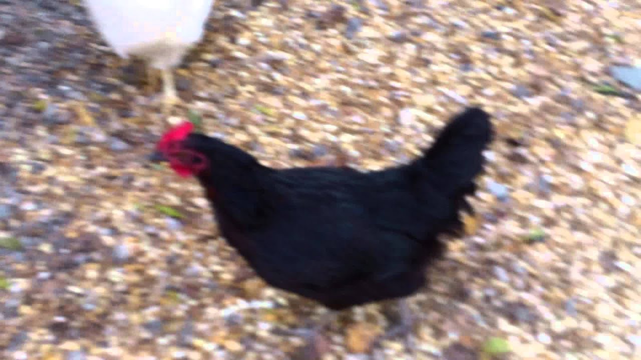 Chicken little RUN! - YouTube