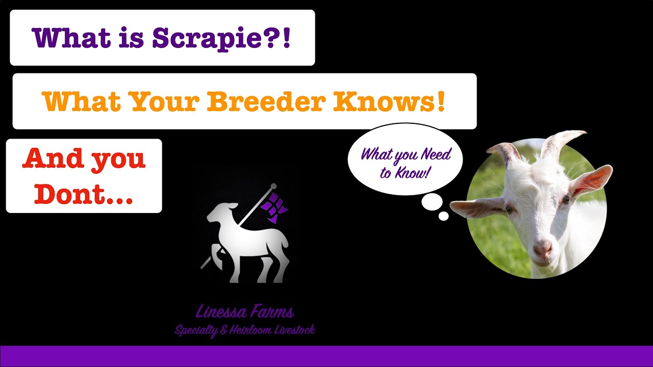 What is Scrapie? What Pros Know and You Don't! - YouTube