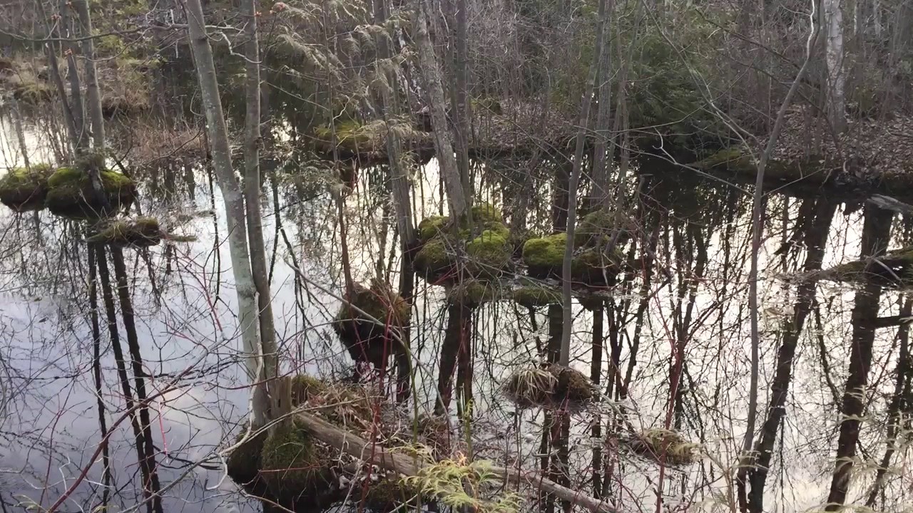 The sound of spring peepers - YouTube