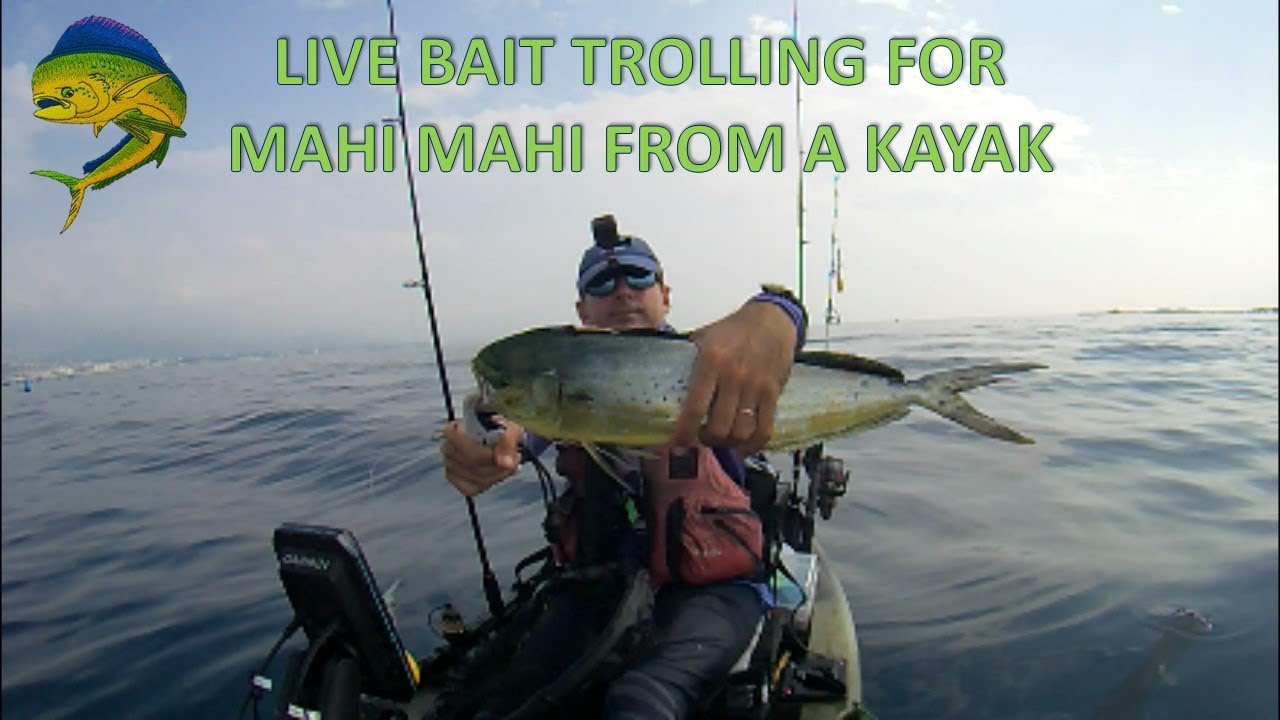 Live bait trolling for mahi mahi (dolphin/dorado) from a kayak - YouTube