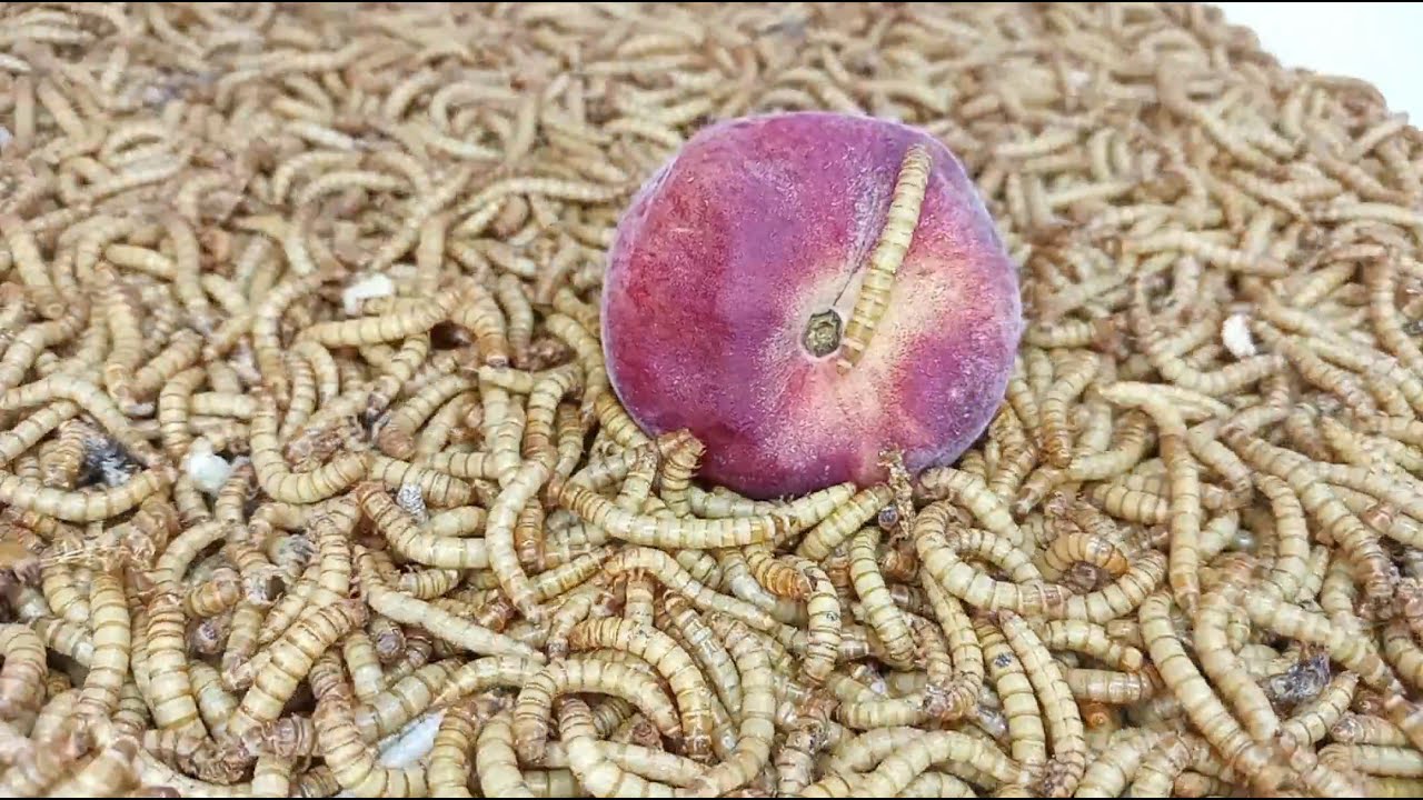 worms vs Peach - YouTube